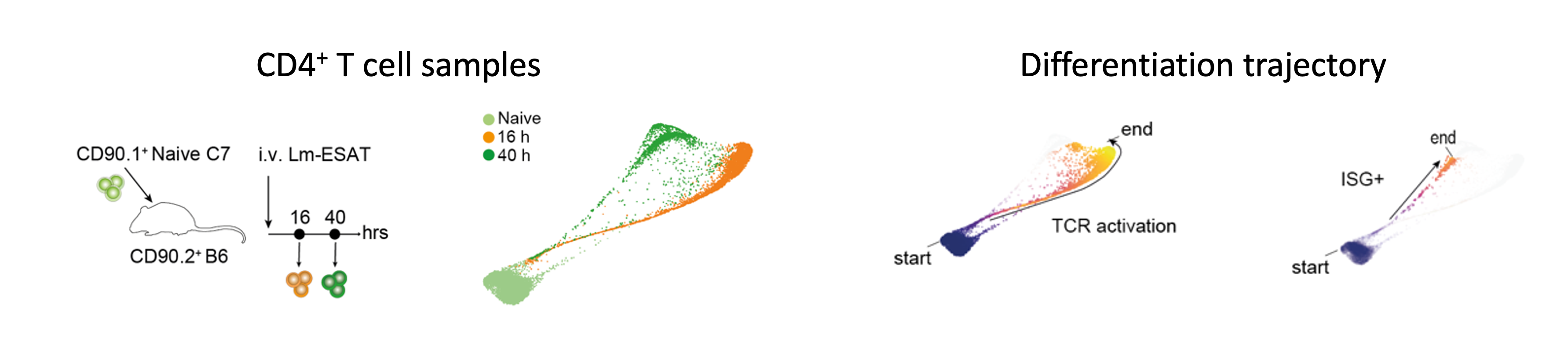 CD4 Differentiation Trajectory Browser